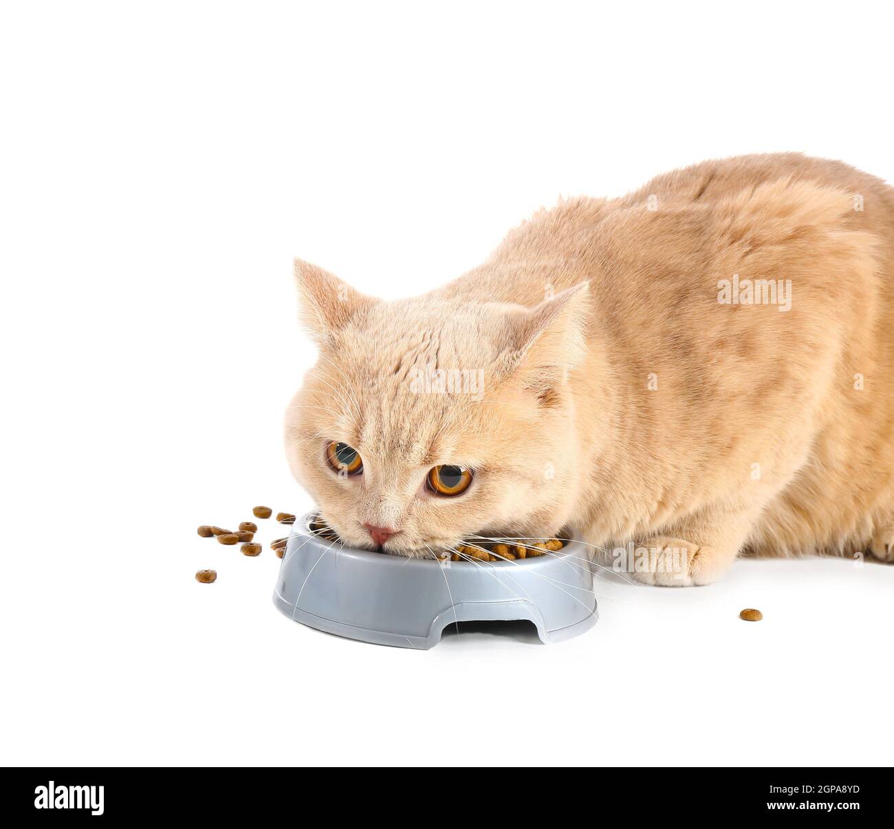 Cute cat eating food from bowl on white background Stock Photo - Alamy