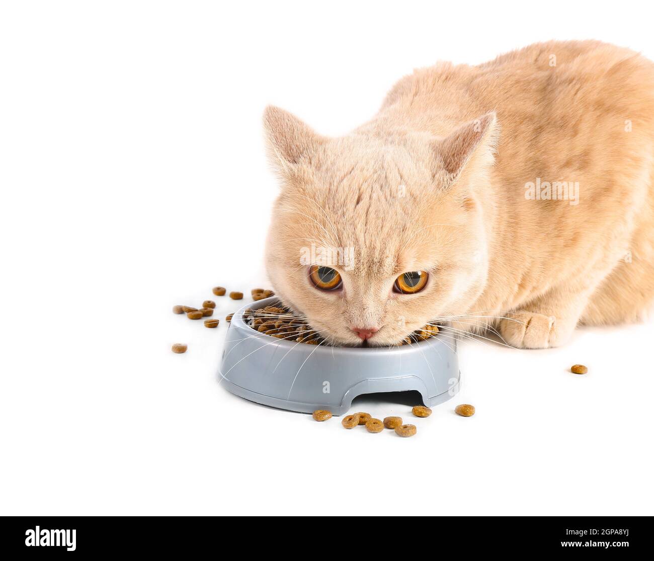 Cute cat eating food from bowl on white background Stock Photo - Alamy
