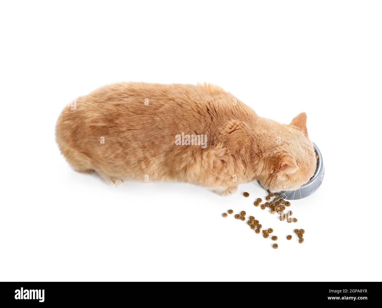 Cute cat eating food from bowl on white background Stock Photo - Alamy