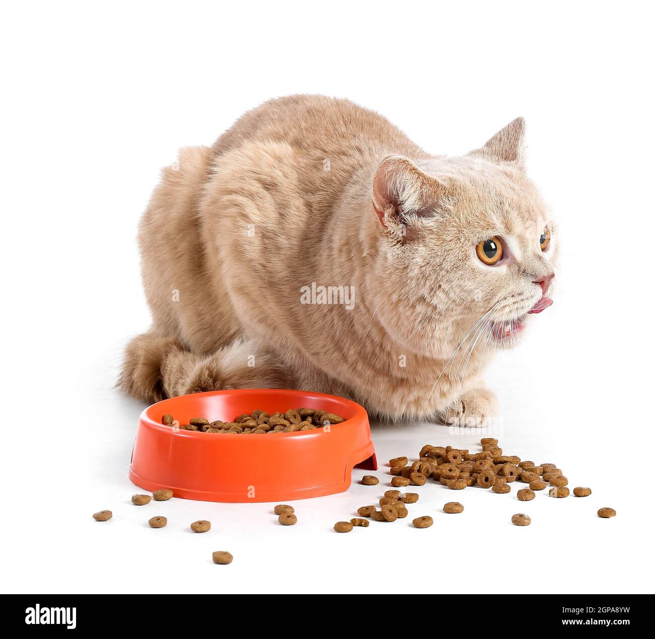 Cute cat eating food from bowl on white background Stock Photo - Alamy