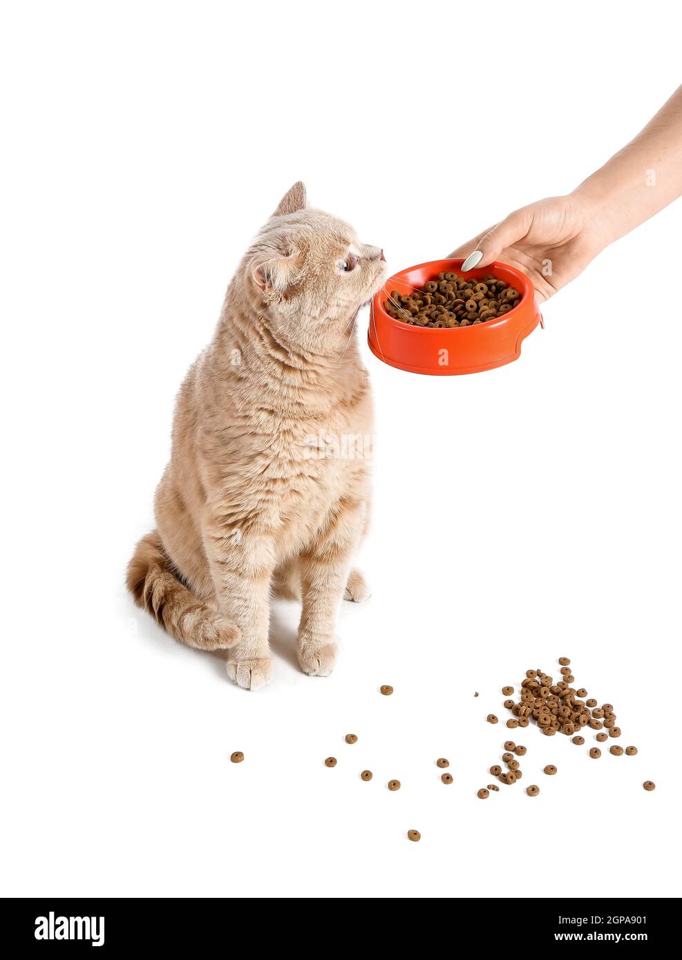 Pet owner feline friend Cut Out Stock Images & Pictures - Alamy