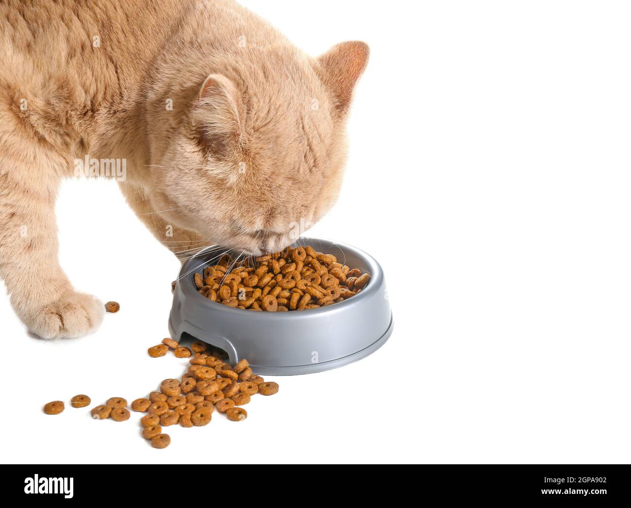 Cute cat eating food from bowl on white background Stock Photo - Alamy