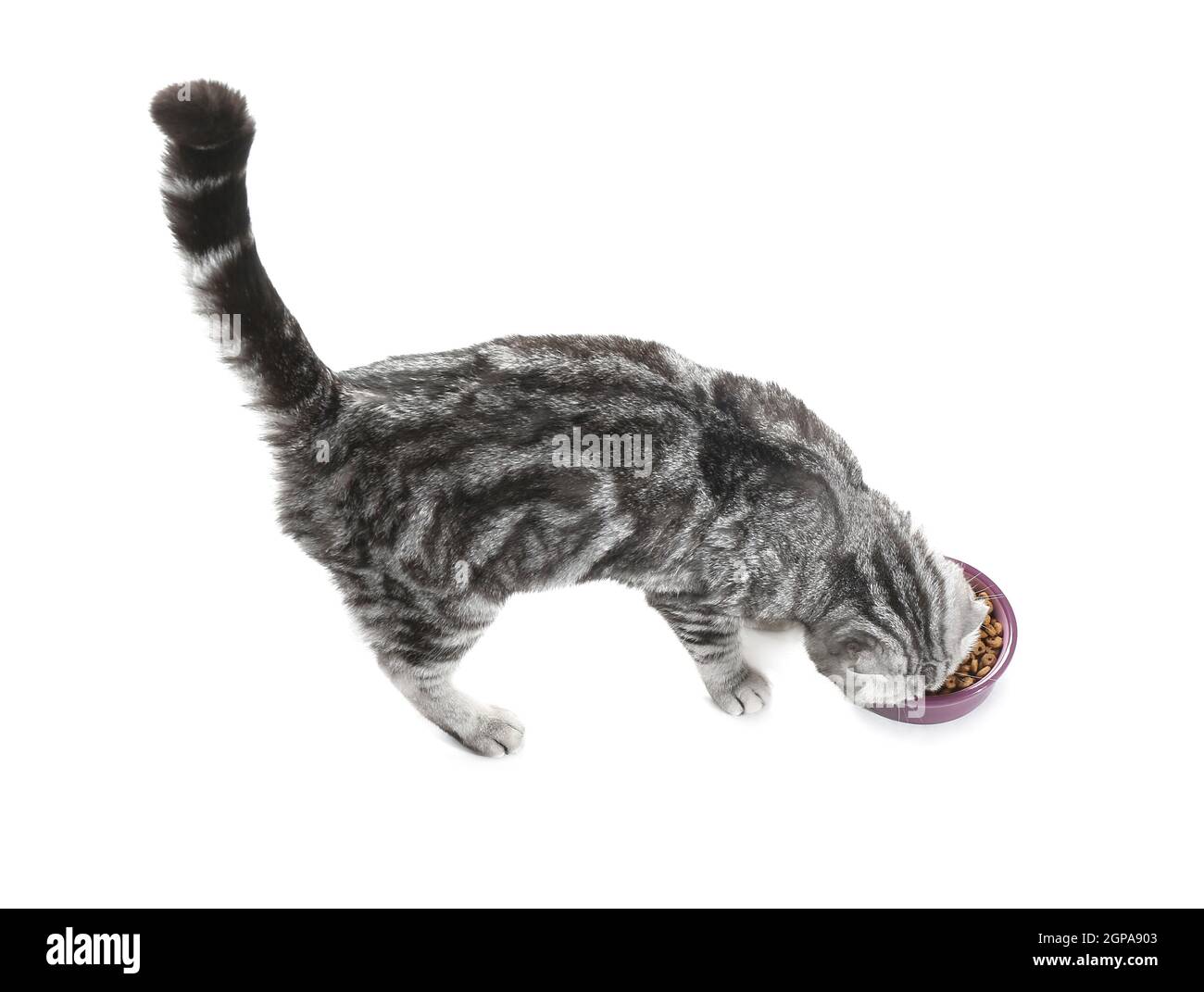 Cute cat eating food from bowl on white background Stock Photo - Alamy