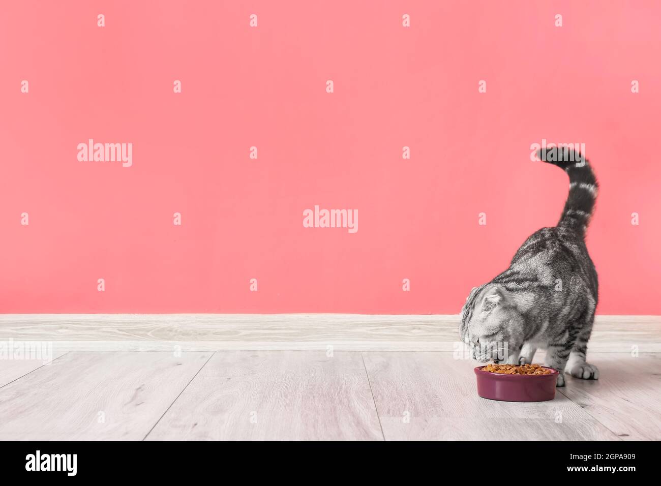 Cute cat eating food from bowl at home Stock Photo - Alamy