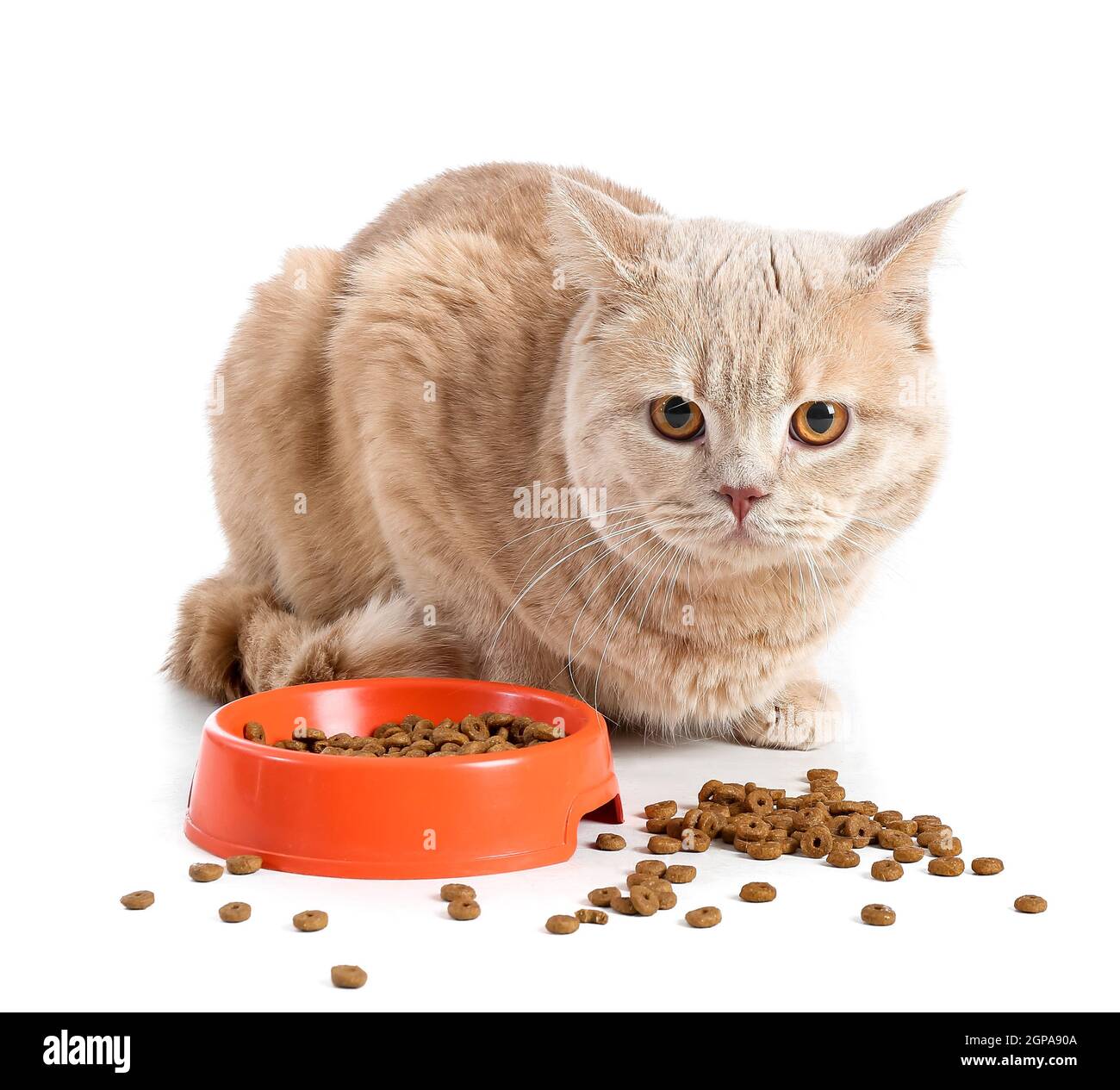 Cute cat eating food from bowl on white background Stock Photo - Alamy