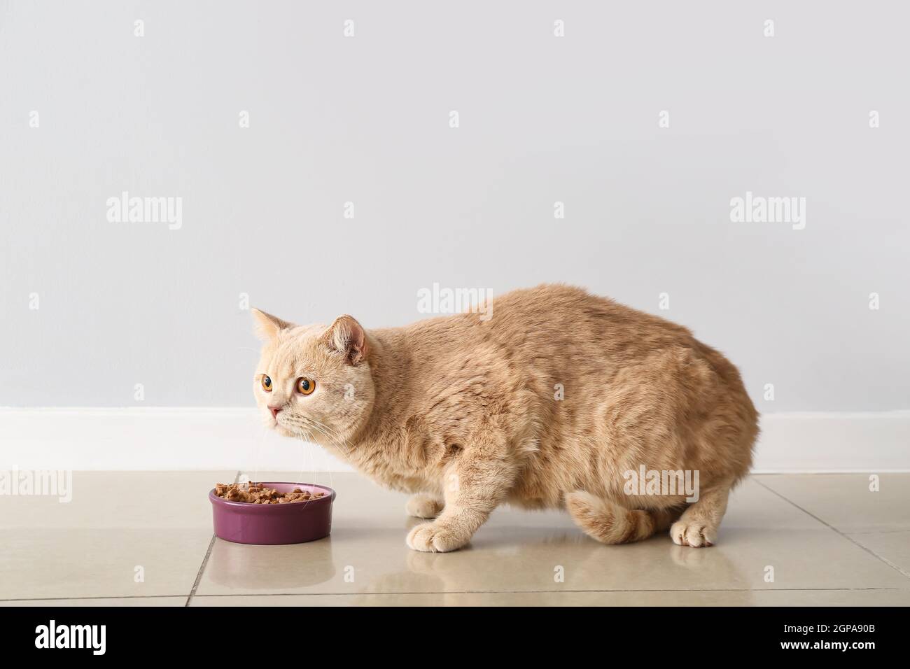 Cute cat eating food from bowl at home Stock Photo - Alamy