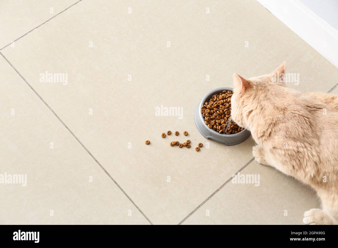 Top view cat eating from hi-res stock photography and images - Alamy