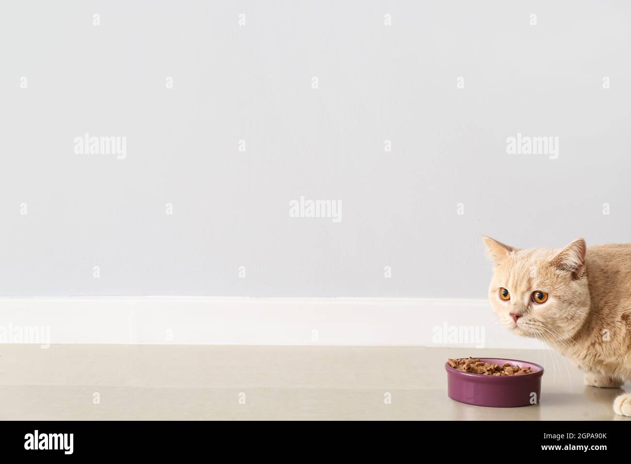 Cute cat eating food from bowl at home Stock Photo - Alamy