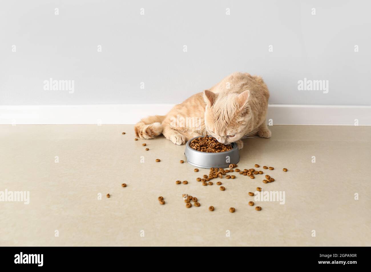 Cute cat eating food from bowl at home Stock Photo - Alamy
