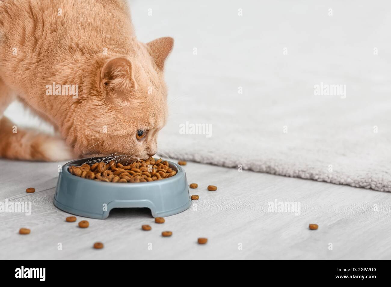 Cute cat eating food from bowl in kitchen Stock Photo - Alamy