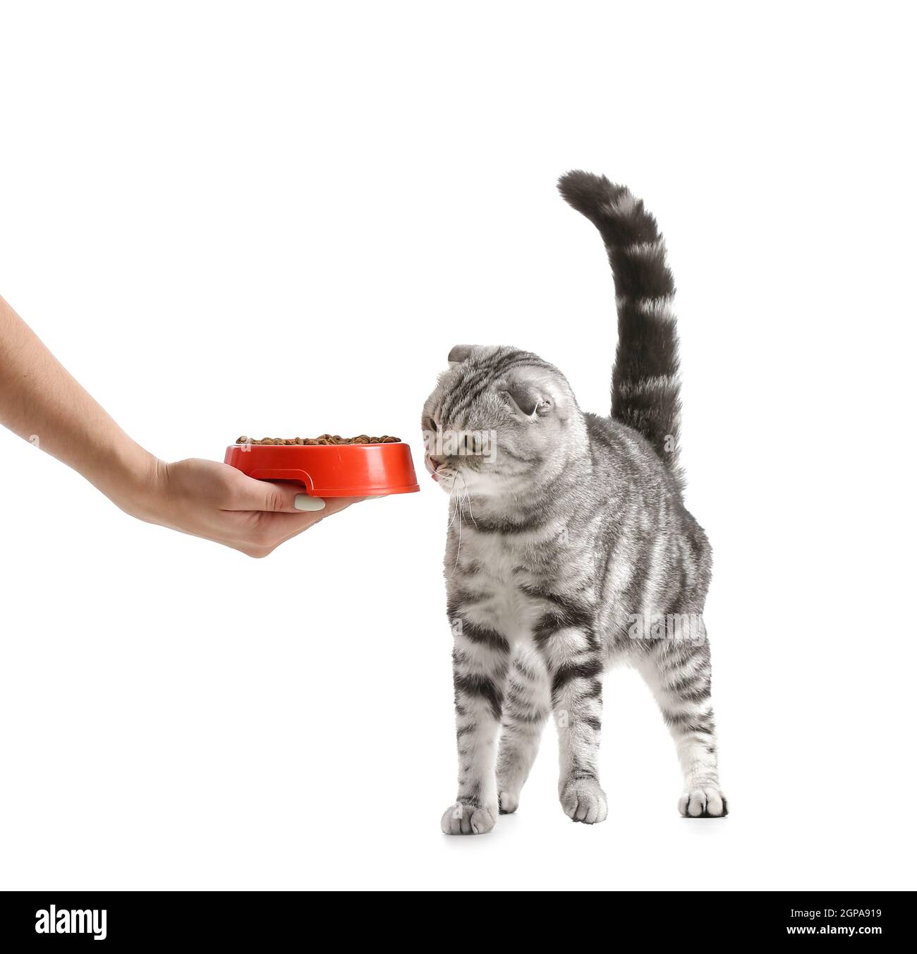 Pet owner feline friend Cut Out Stock Images & Pictures - Alamy