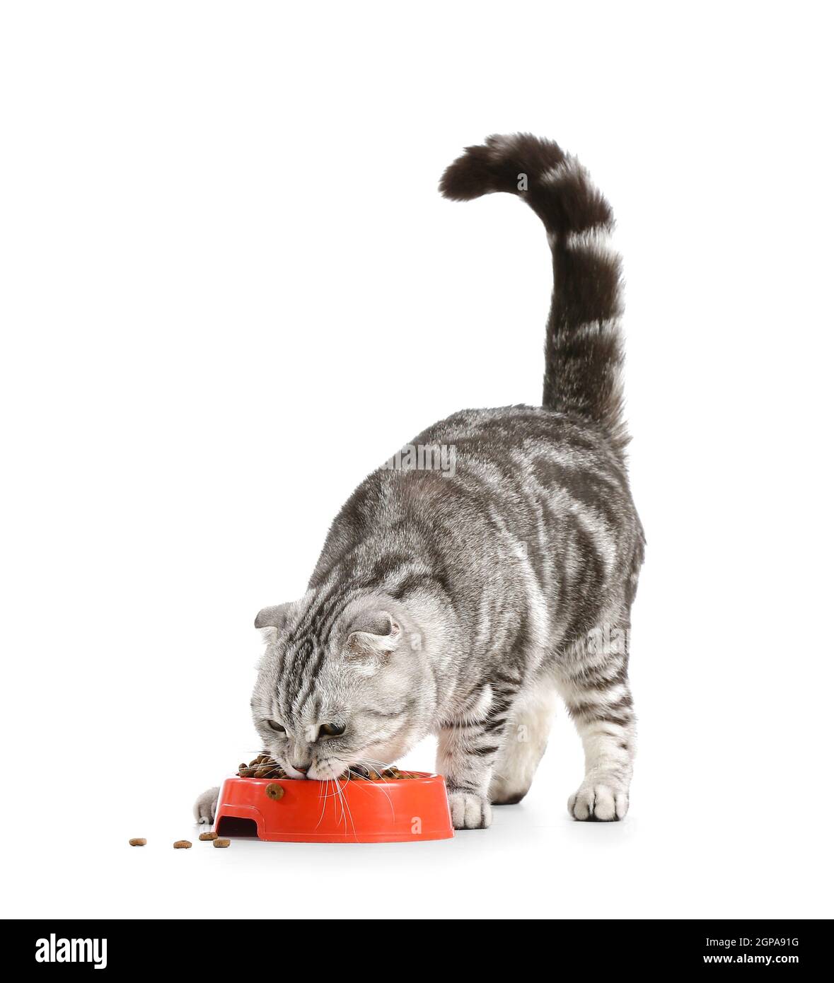 Cute cat eating food from bowl on white background Stock Photo - Alamy