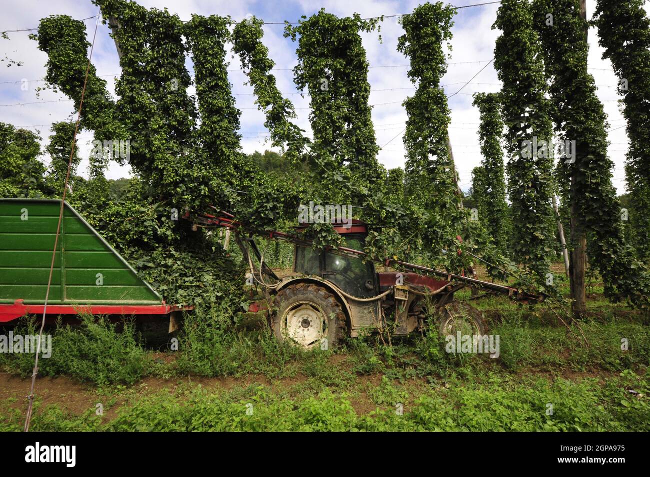 Hop picking machine hi-res stock photography and images - Alamy