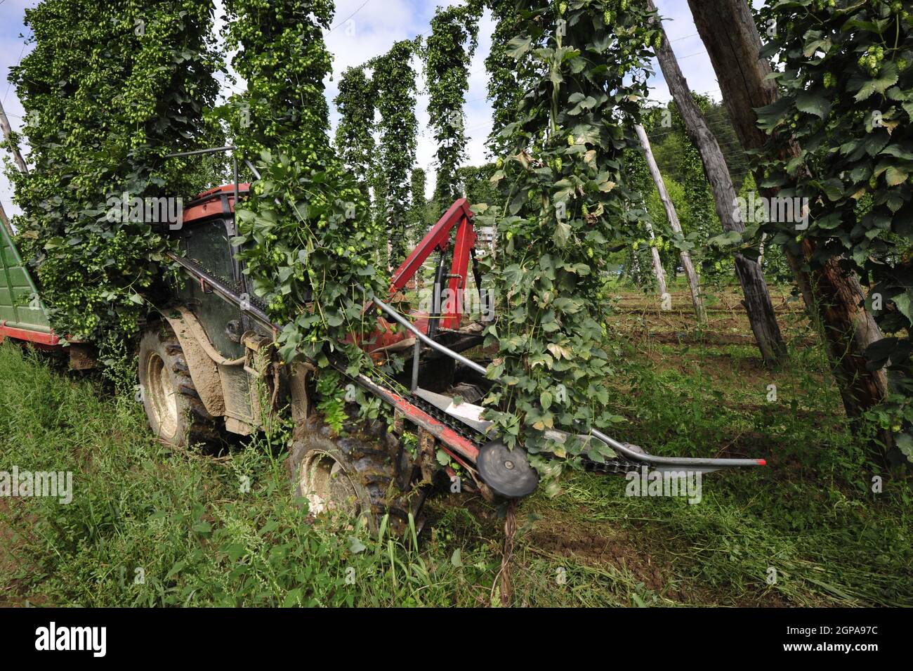 Hop picking machine hi-res stock photography and images - Alamy