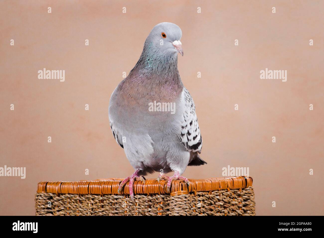 The blue beautiful pigeon sits on a wicker basket, turning its head, on ...