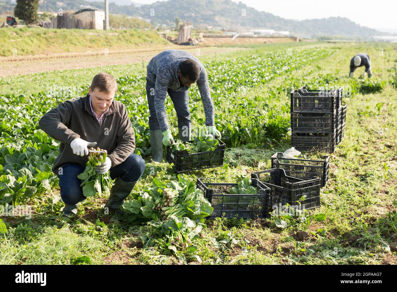 Farm workers harvesting spinach Stock Photo - Alamy