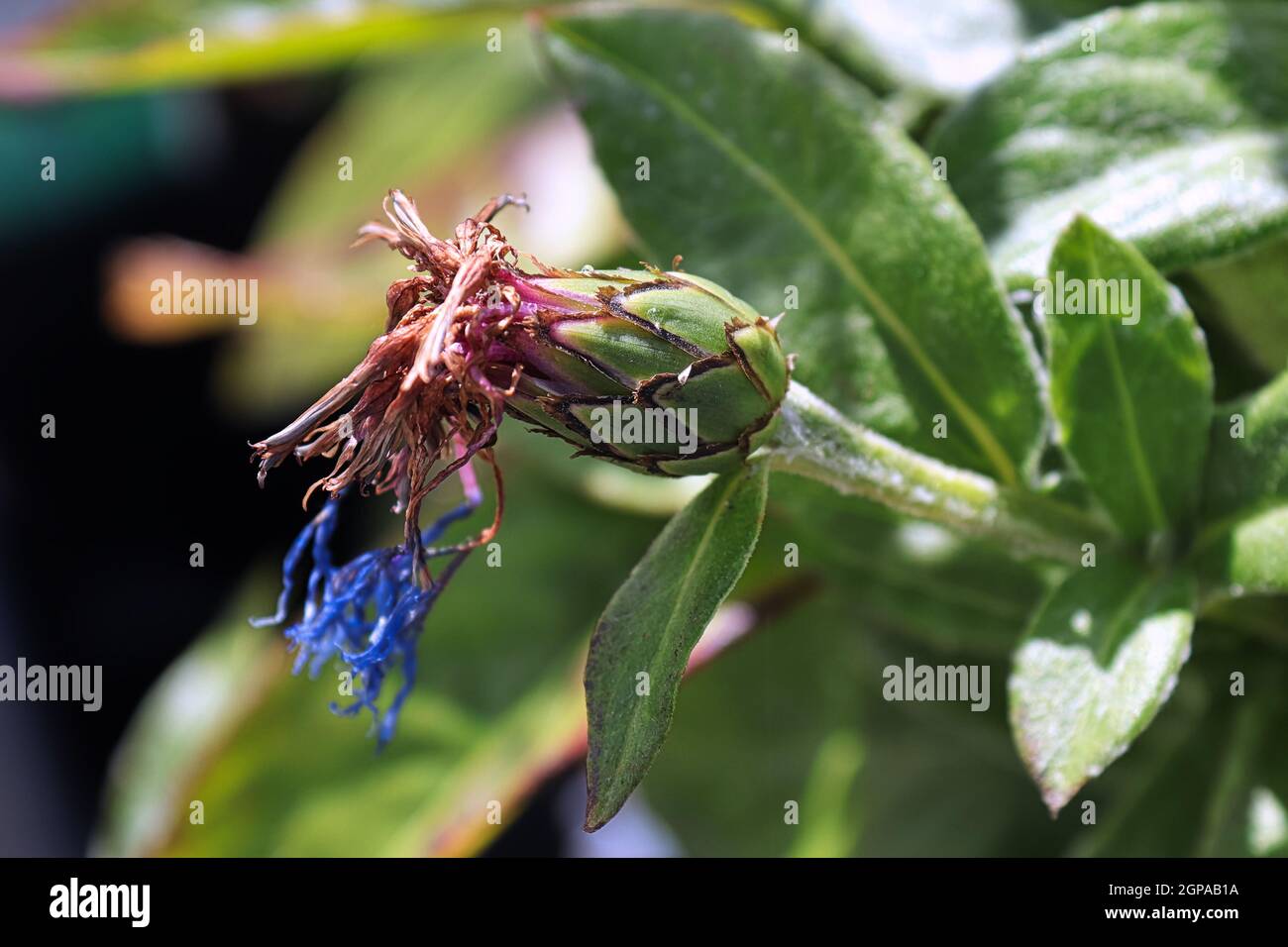 Spent knapweed flower with dried petals on a live plant Stock Photo - Alamy