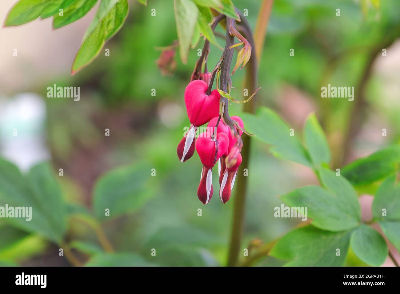 Closeup view of bleeding heart flowers blooming Stock Photo - Alamy