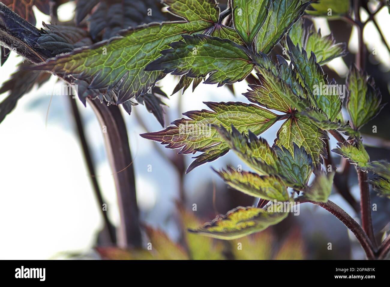 Bugbane hi-res stock photography and images - Alamy