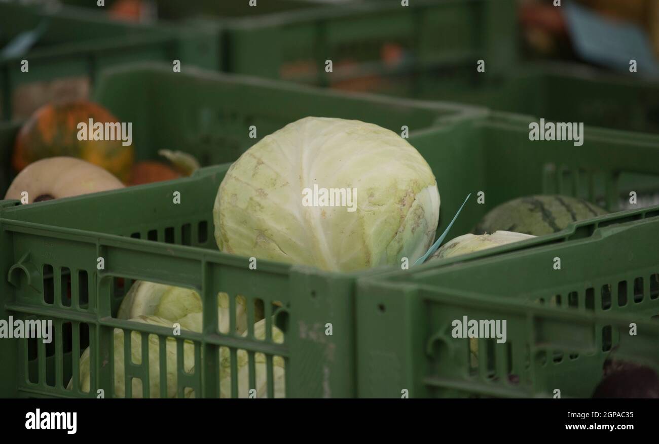 cabbage after harvest in a box ready for sale on the market Stock Photo ...