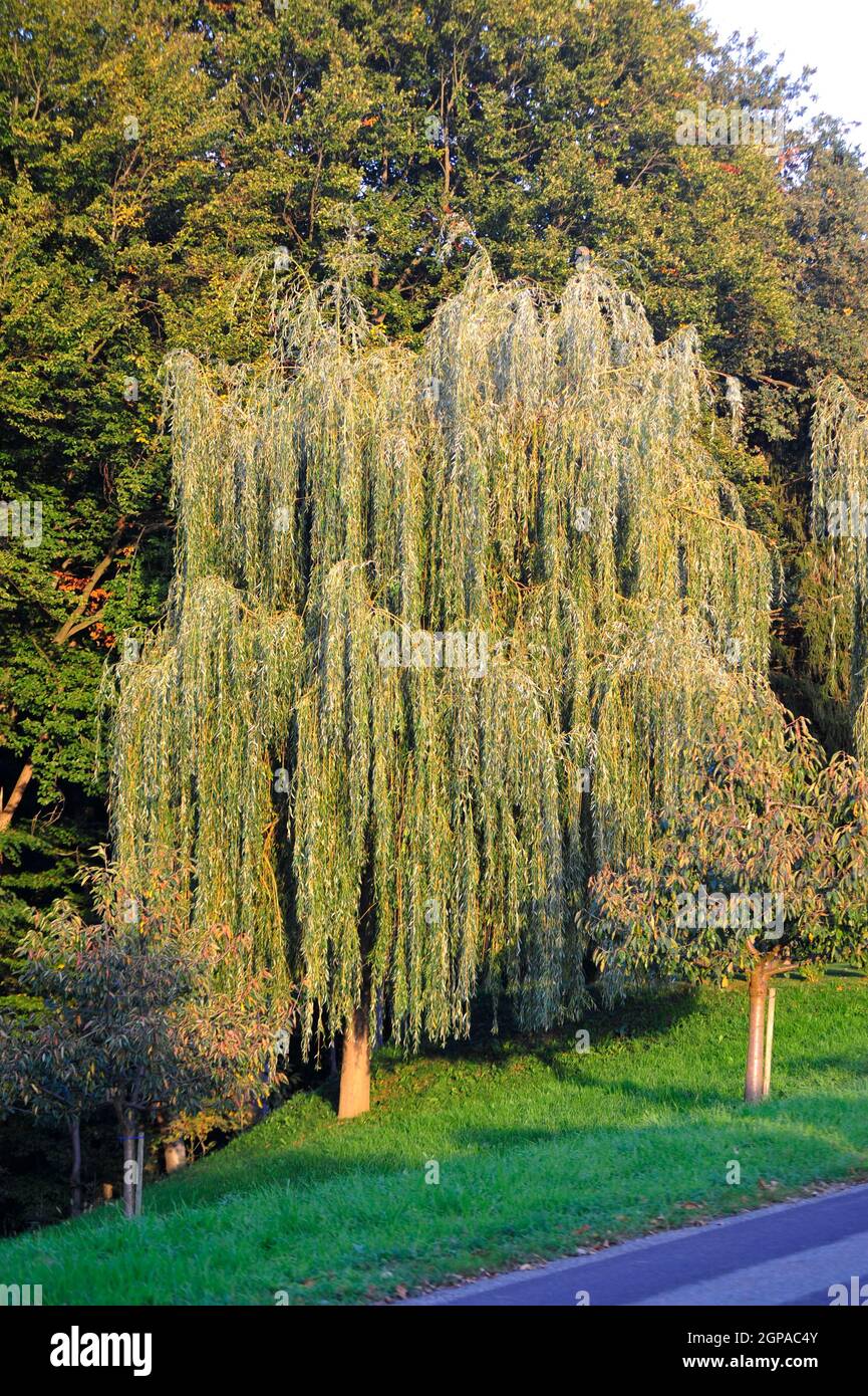 Weeping form in tree hi-res stock photography and images - Alamy