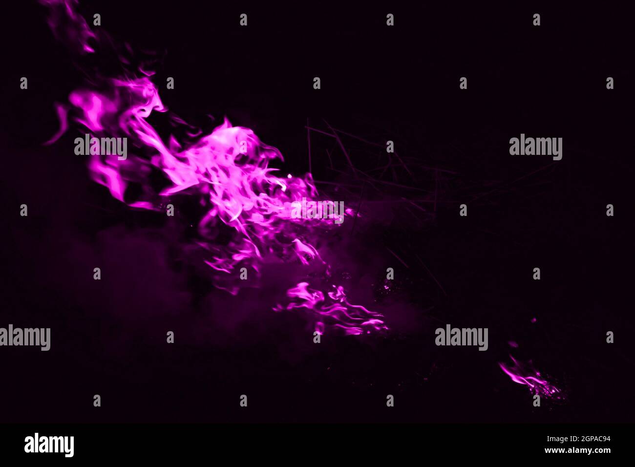 Violet flame. Fire. Burning of rice straw at night Stock Photo - Alamy