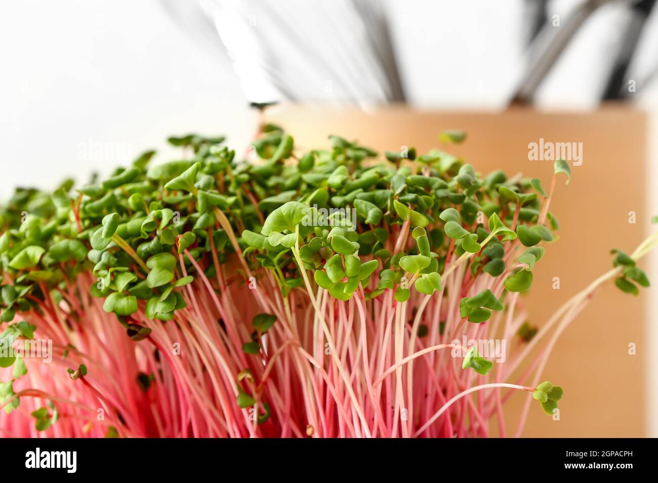 Closeup radish seedlings sprouts hi-res stock photography and images ...