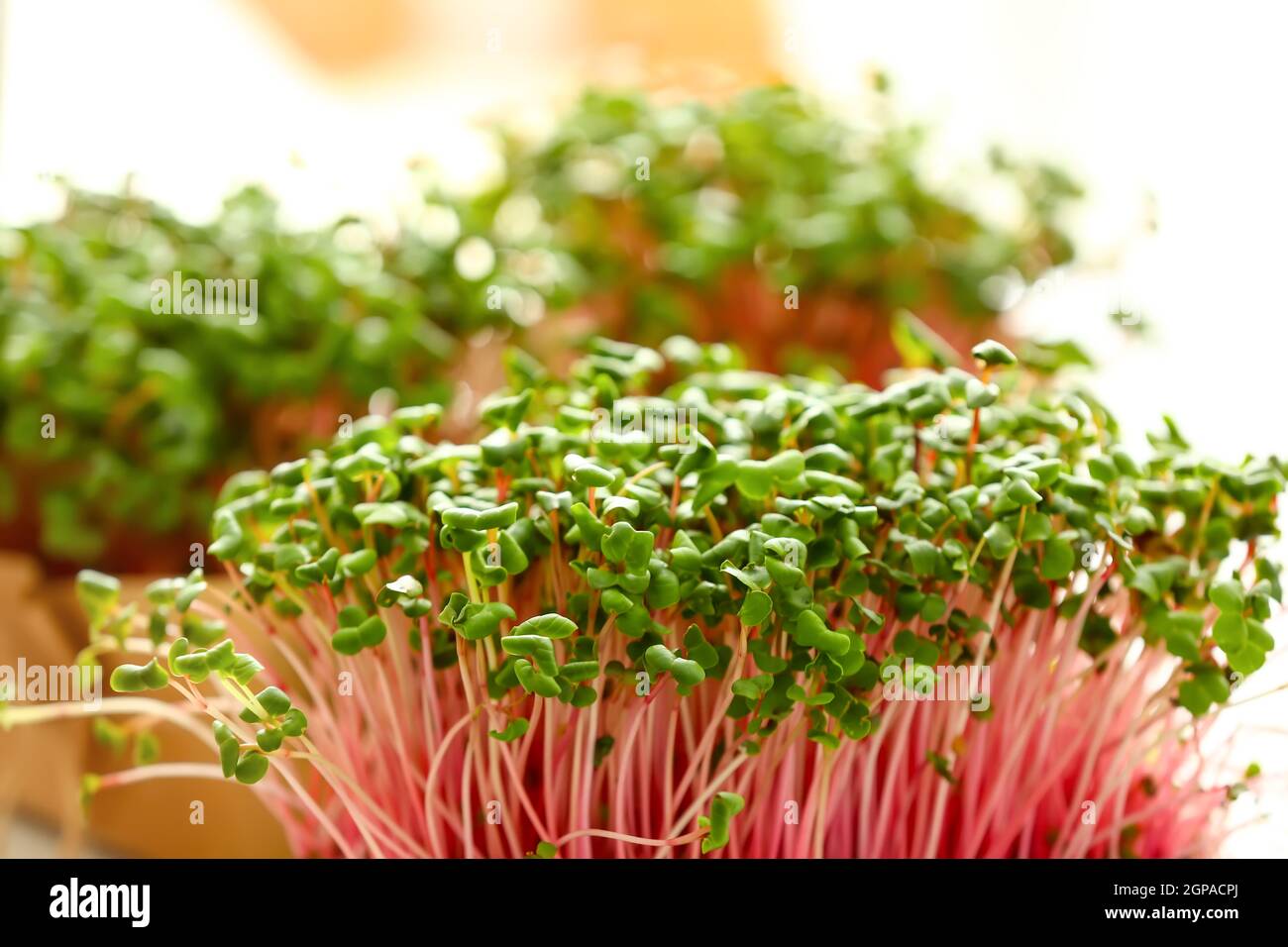 Organic micro green sprouts, closeup Stock Photo - Alamy