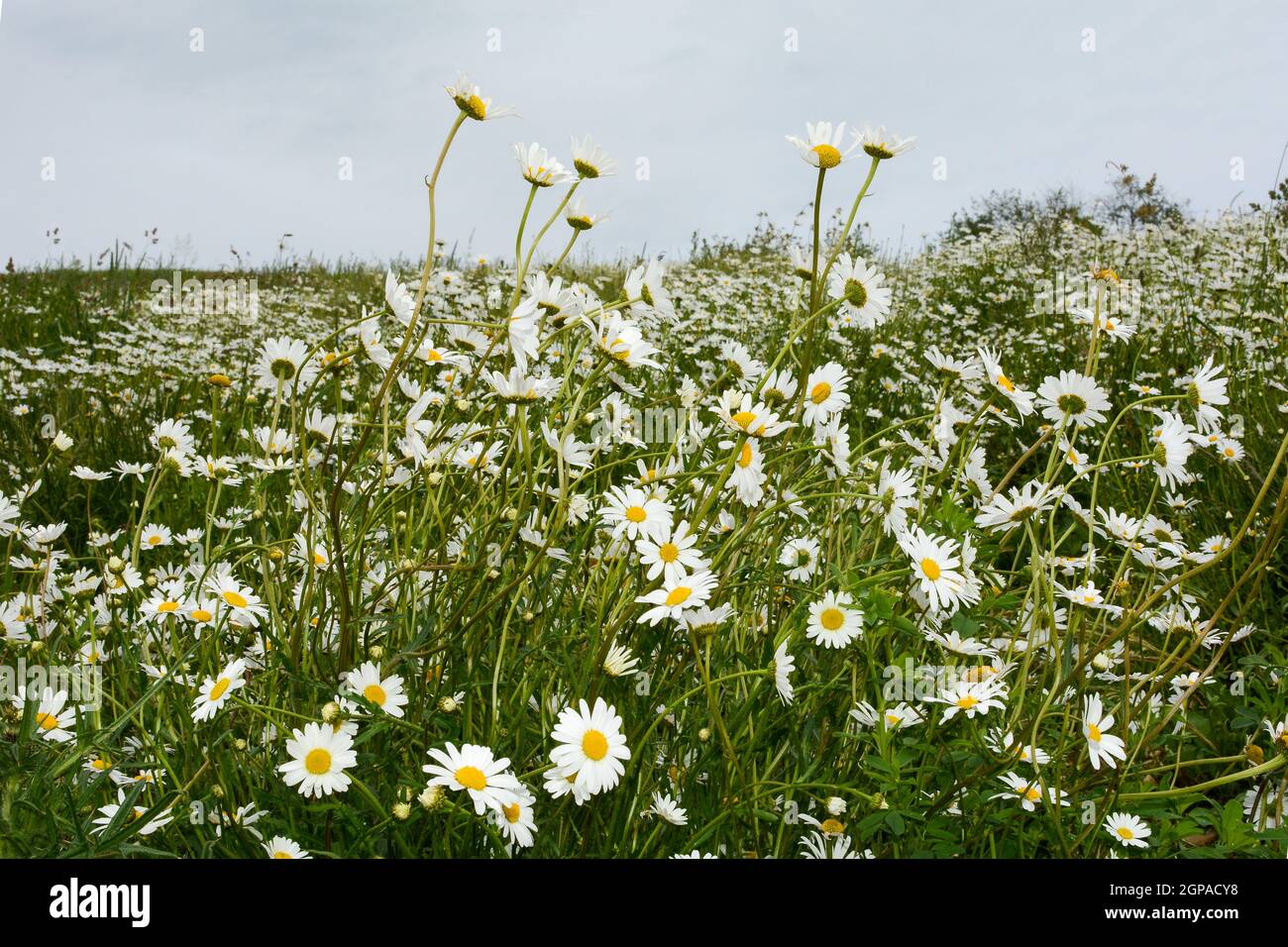 Large green meadow with lots of daisies and sky Stock Photo - Alamy