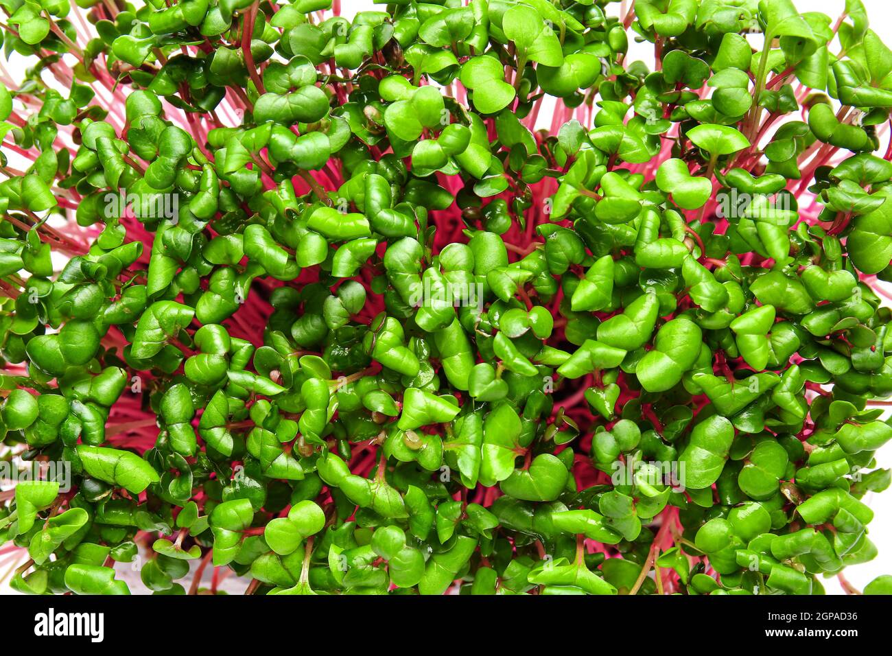 Texture of fresh microgreens as background, closeup Stock Photo - Alamy