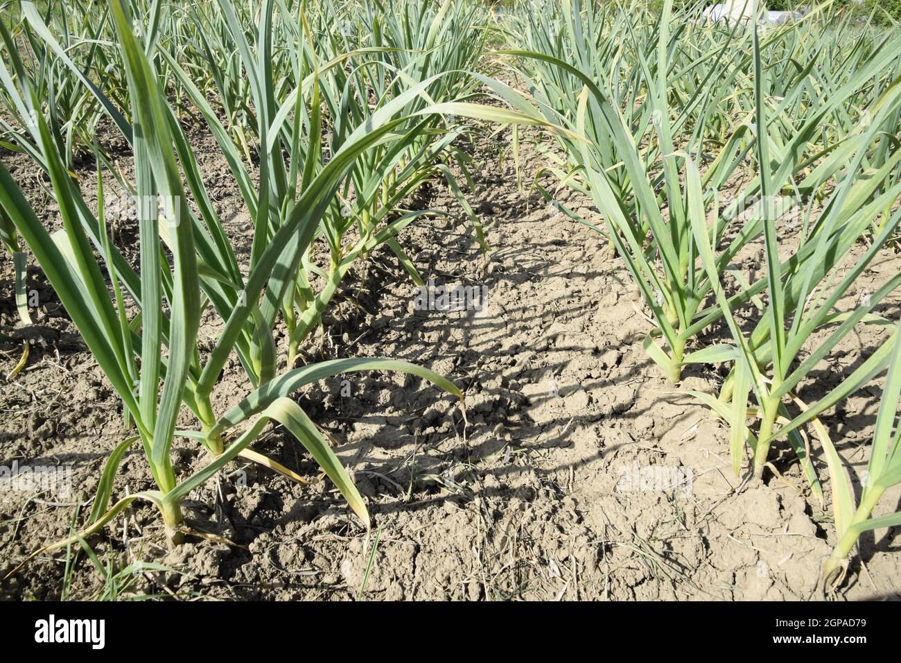 The cultivation of garlic in the garden. The bed of garlic. Stems and ...
