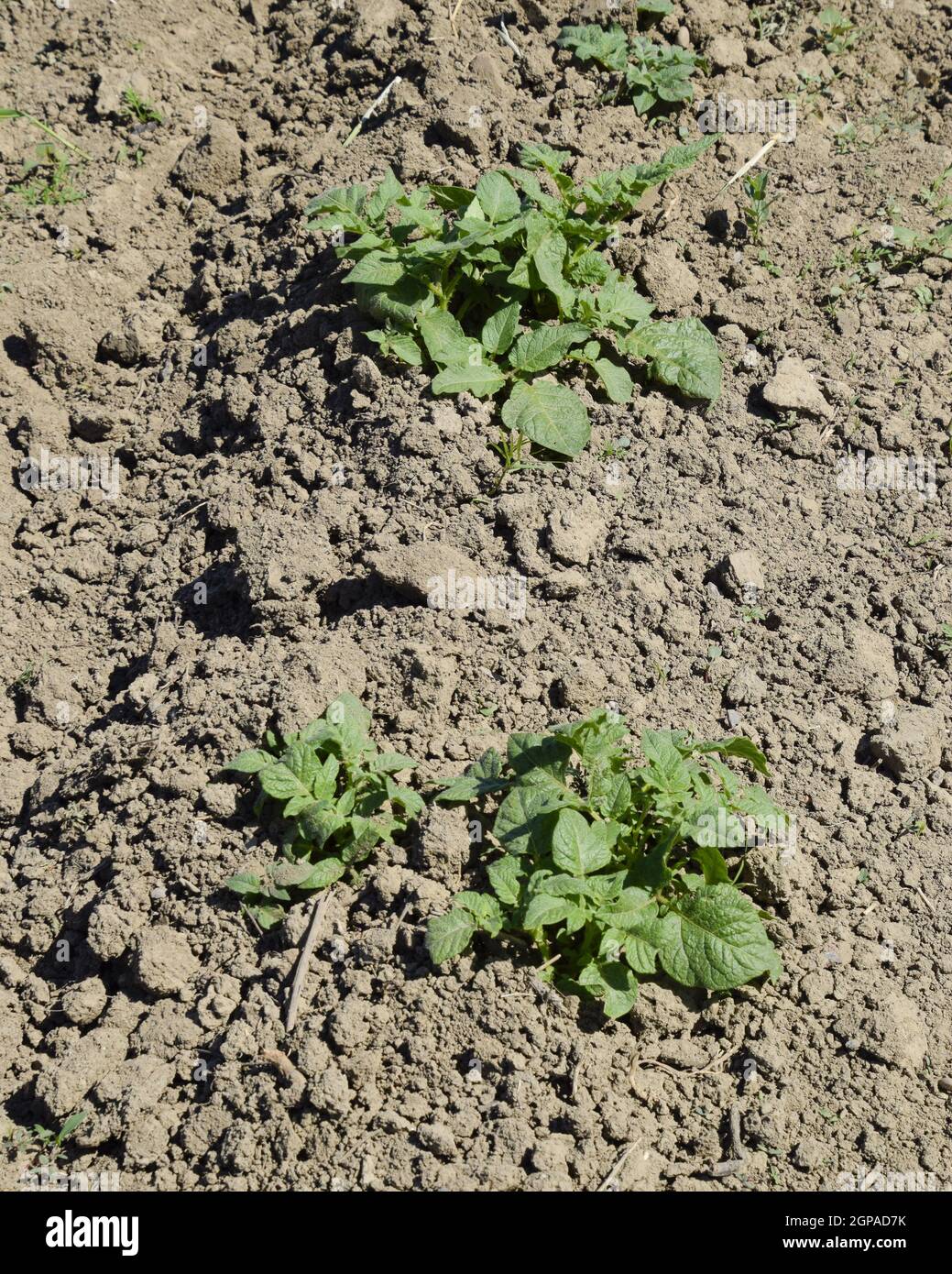 The bed young shoots of potatoes. Growing potatoes in the garden ...