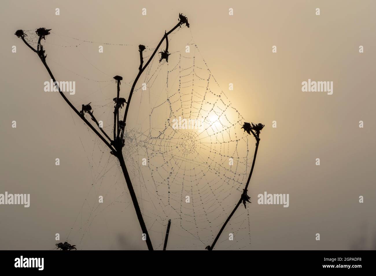 Web in the sun hi-res stock photography and images - Alamy