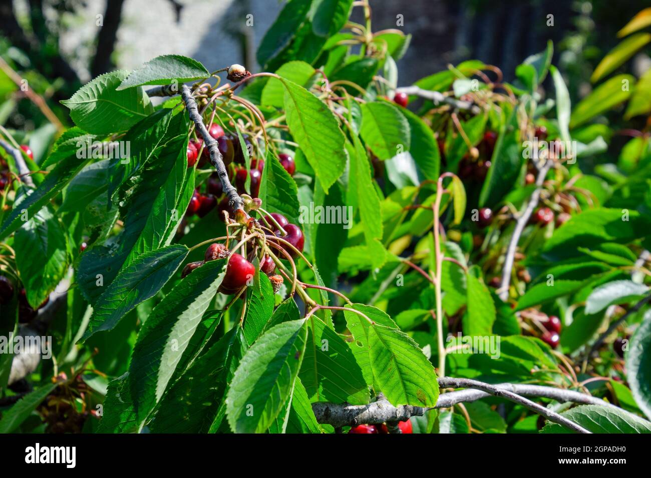 Berries of sweet cherries on the branches of a tree. Ripe sweet cherry ...