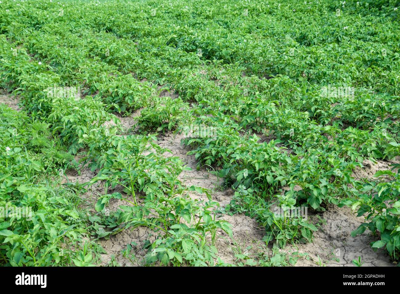 Potatotops hi-res stock photography and images - Alamy