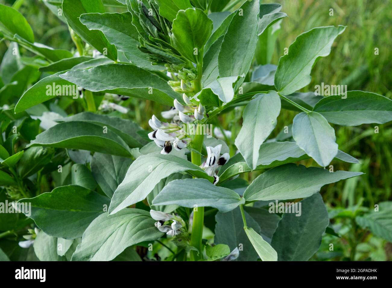 A row of beans in the garden. Green leaves and flowers of beans. Green ...