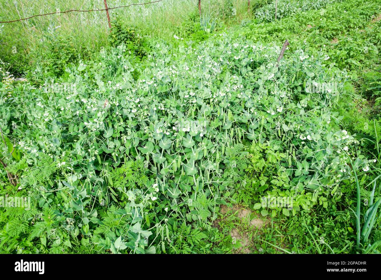 Pea beds in the garden. Green leaves and pea pods. Green pea Stock ...