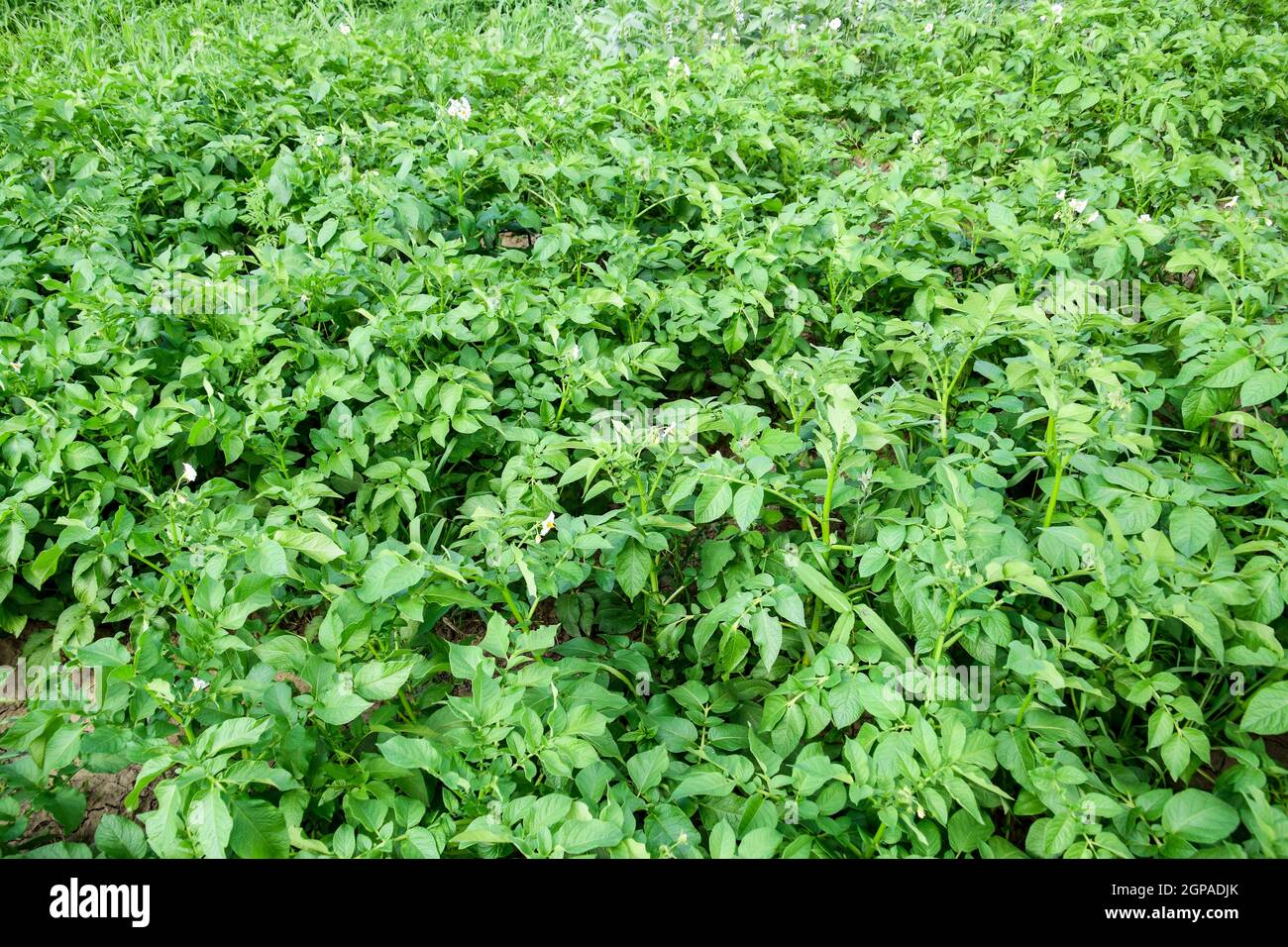 Potatotops hi-res stock photography and images - Alamy