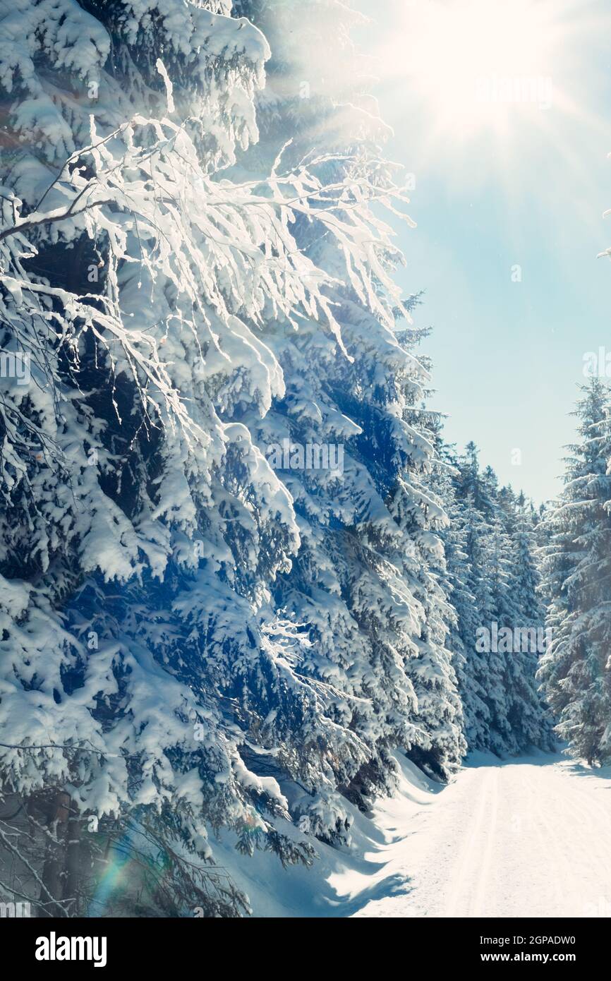 snow in the forest in a sunny day Stock Photo - Alamy