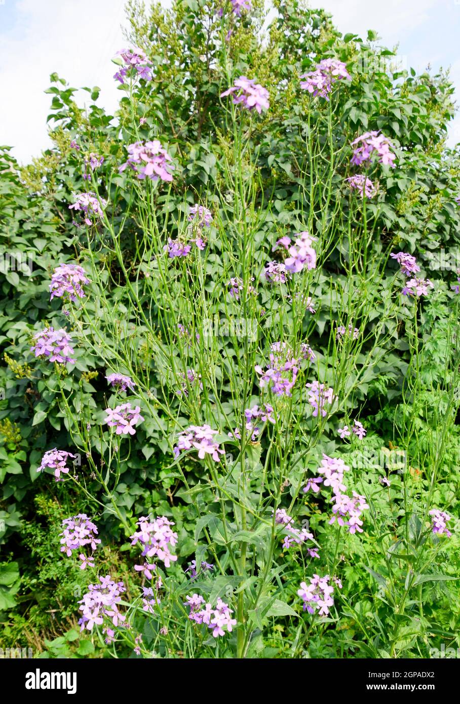 a Dame's rocket. Hesperis matronalis. Dames rocket. Hesperis matronalis ...