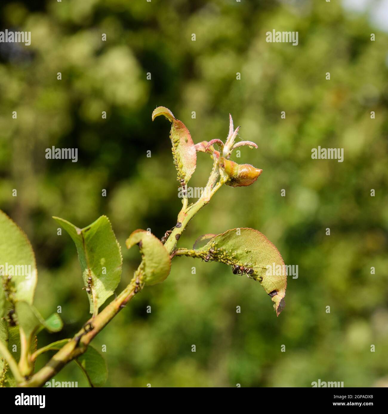 Ants graze a colony of aphids on young pear shoots. Pests of plant ...