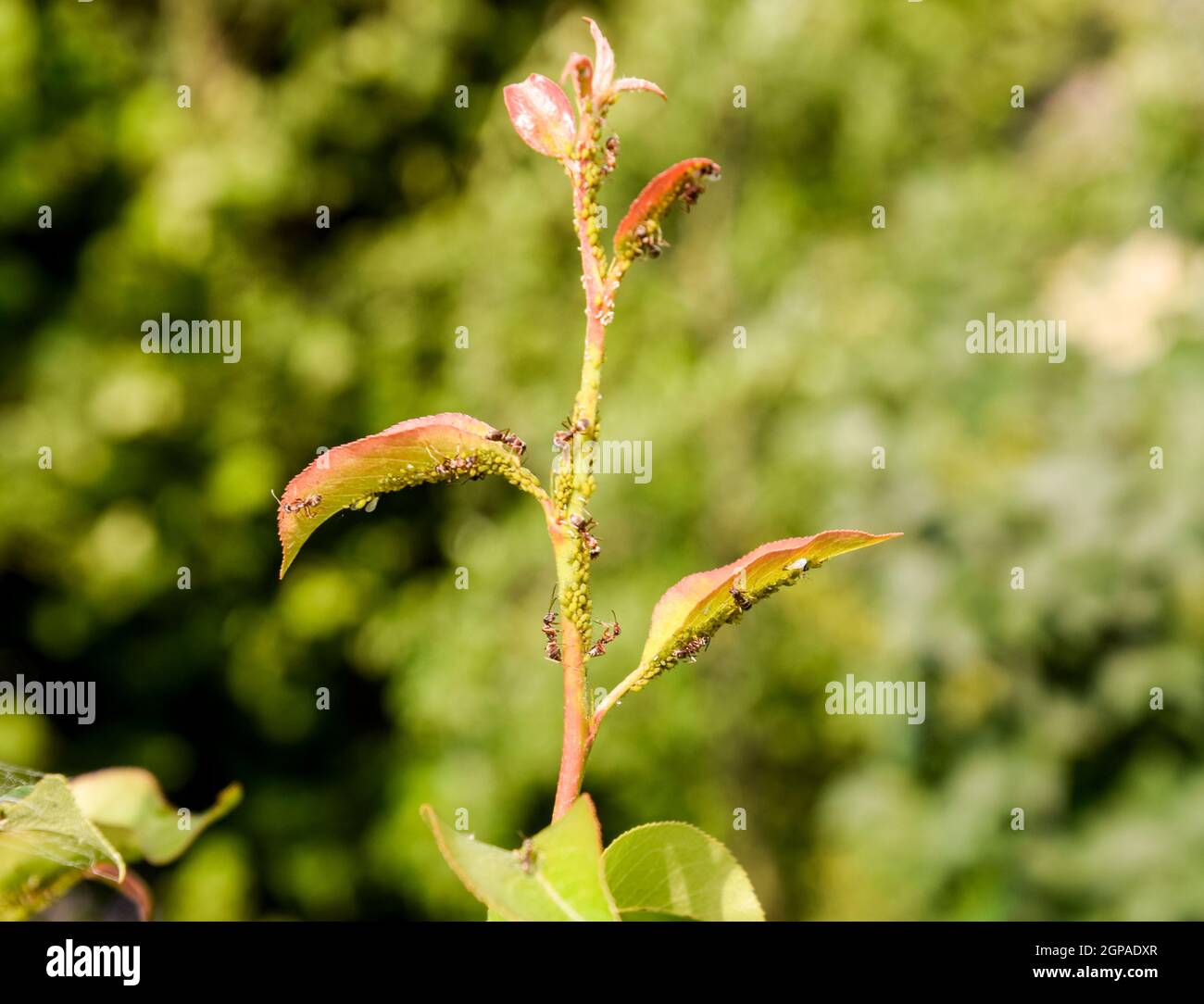 Ants graze a colony of aphids on young pear shoots. Pests of plant ...