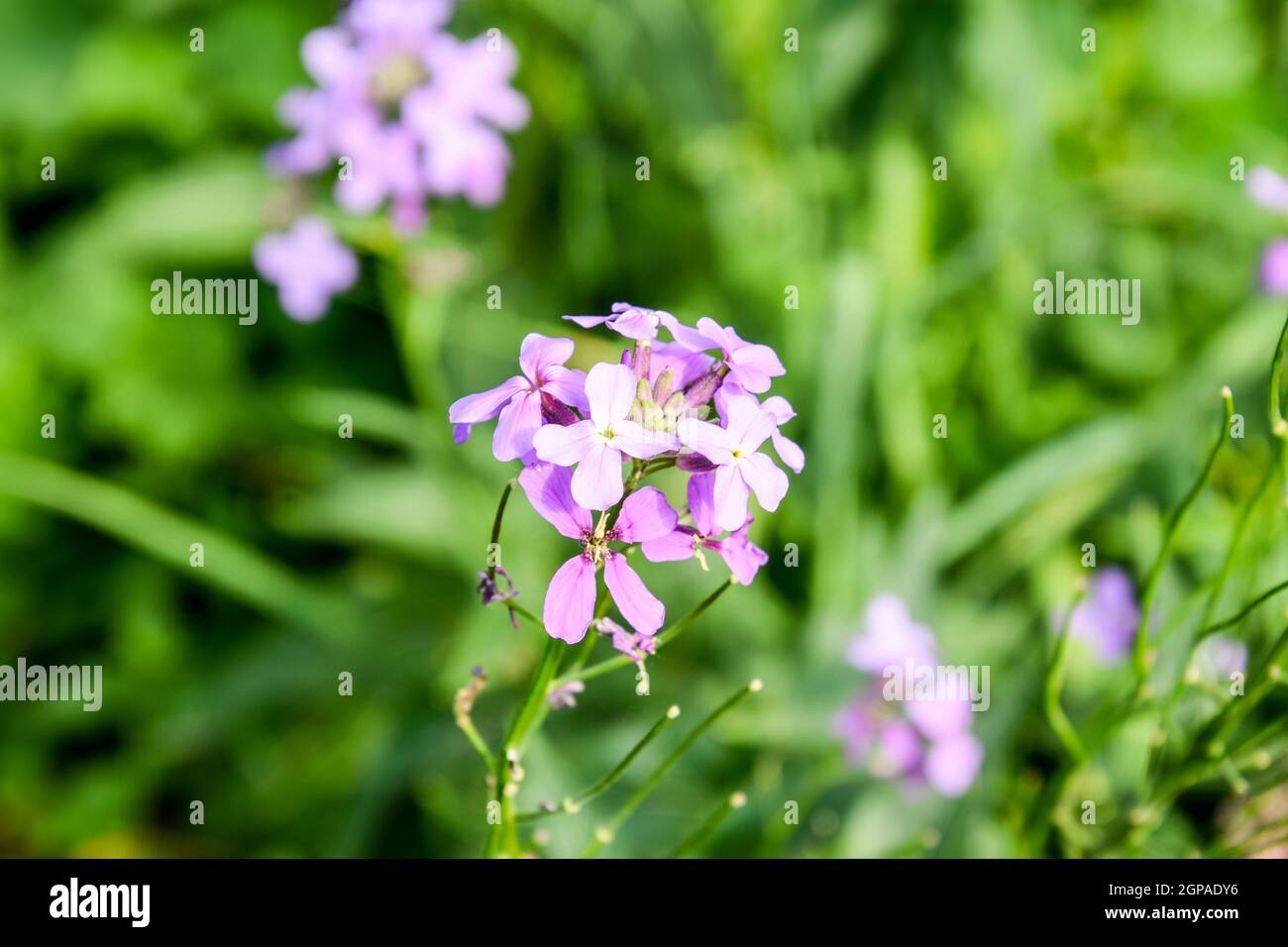 a Dame's rocket. Hesperis matronalis. Dames rocket. Hesperis matronalis ...