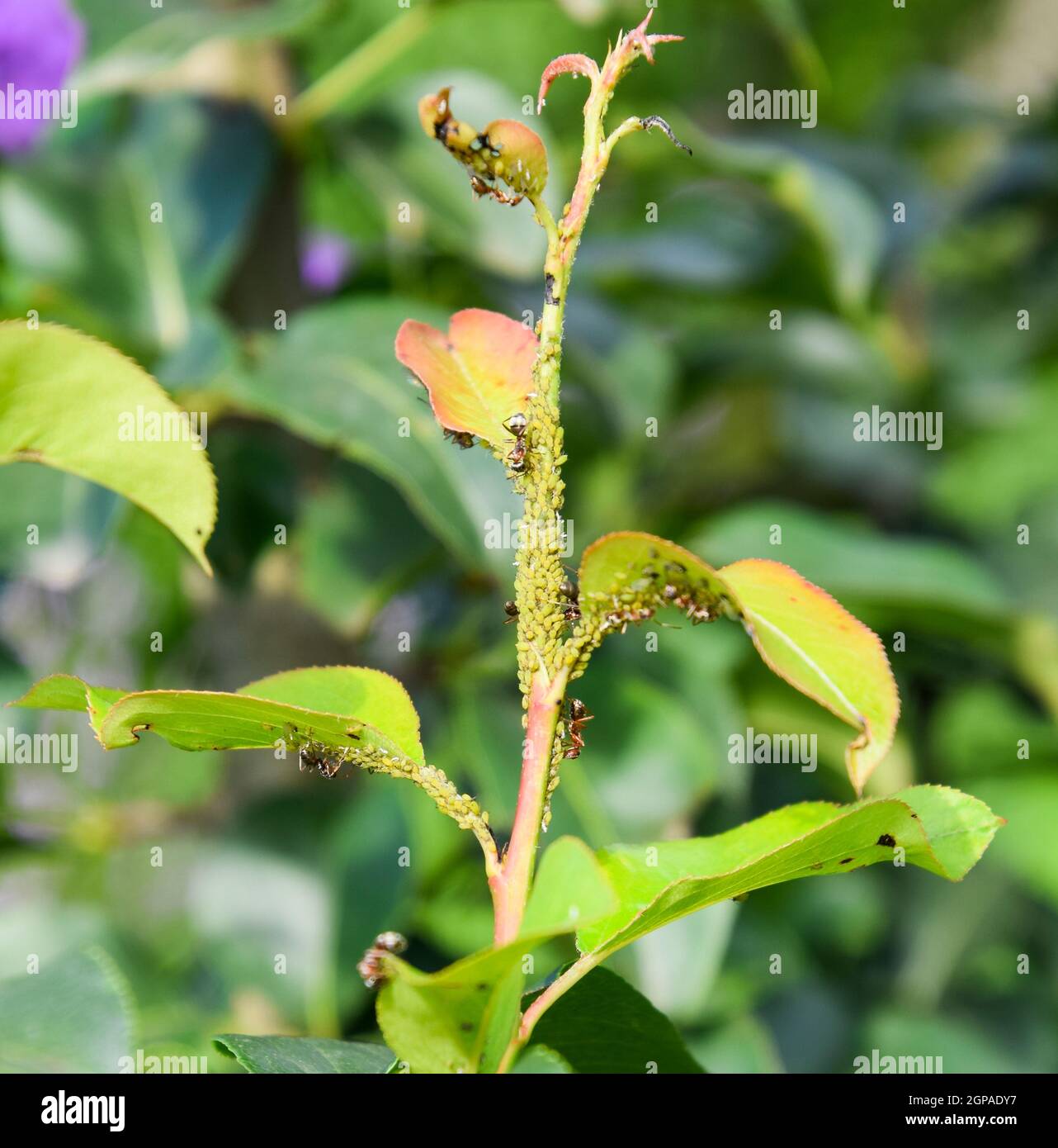Ants graze a colony of aphids on young pear shoots. Pests of plant ...