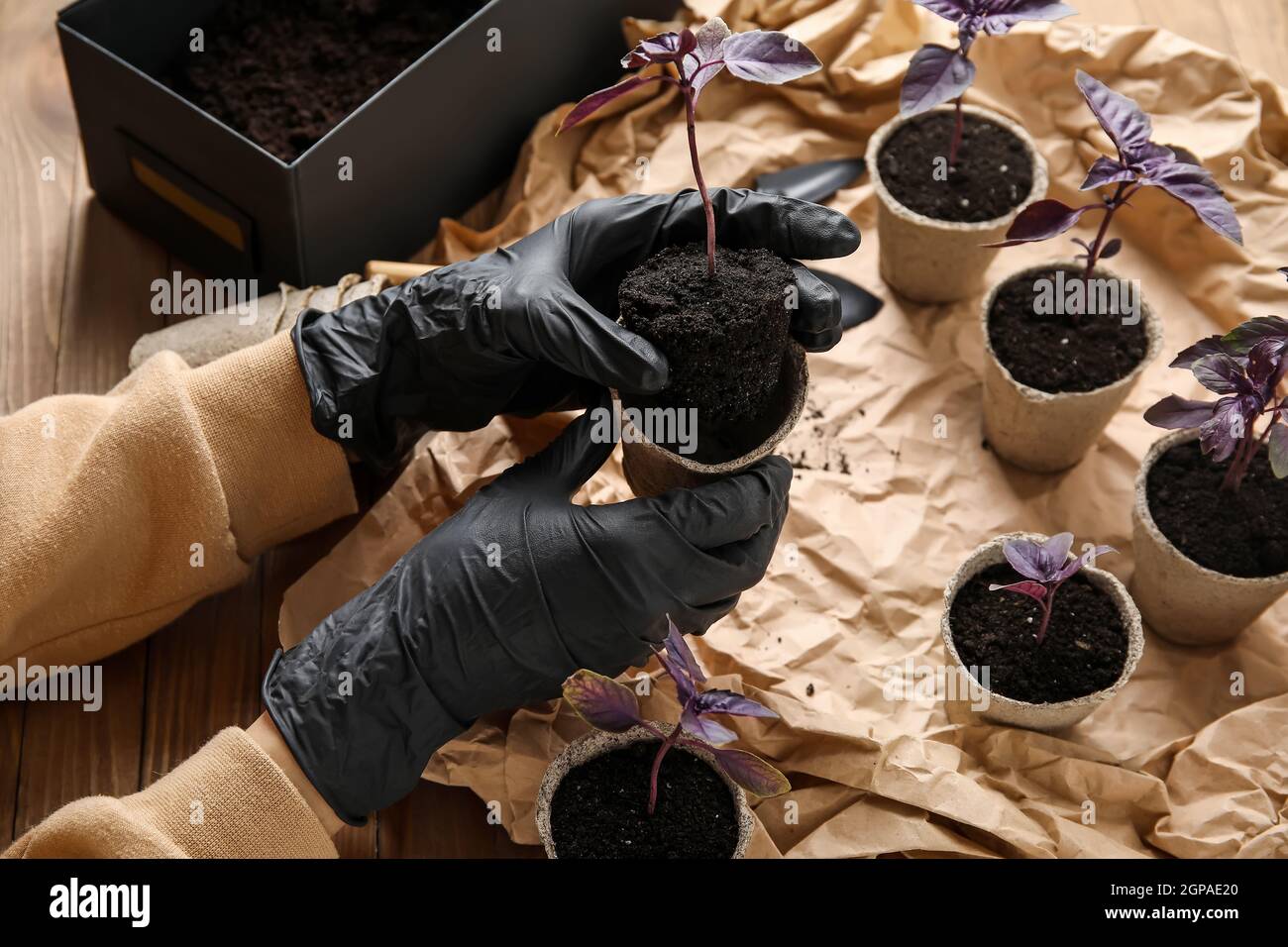 Woman setting out young plant in pot on table, closeup Stock Photo - Alamy