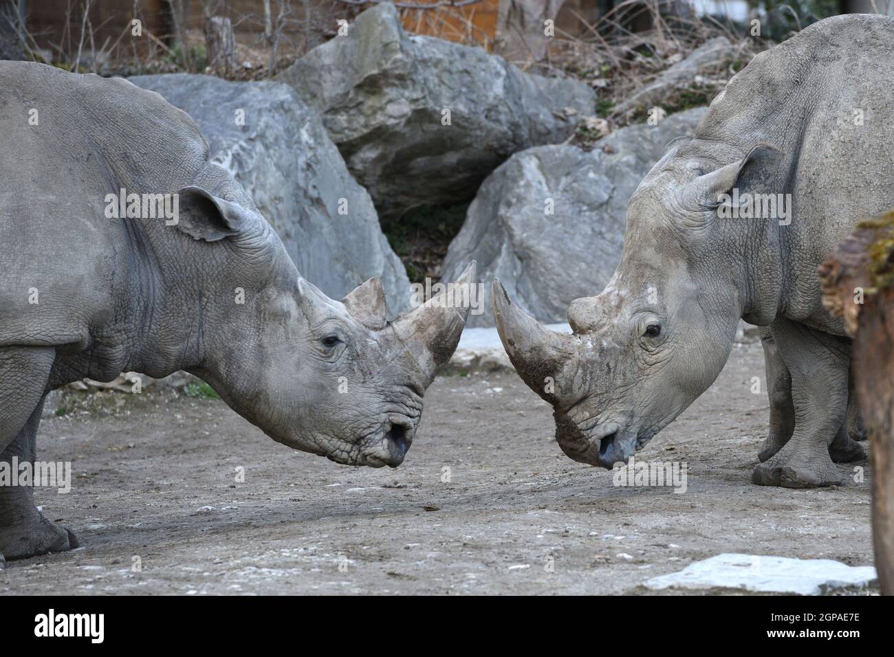 Zoo of salzburg hi-res stock photography and images - Alamy