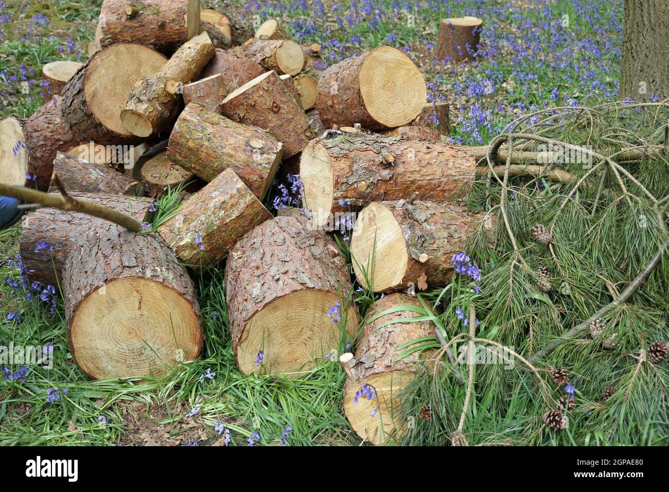 Sections in leaves hi-res stock photography and images - Alamy