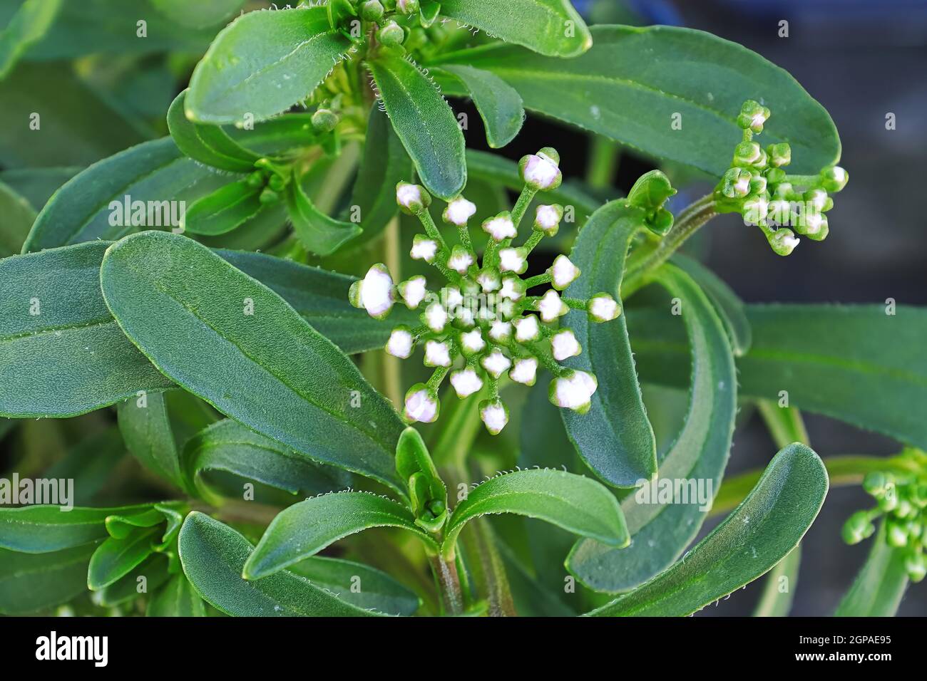 Candytuft container hi-res stock photography and images - Alamy