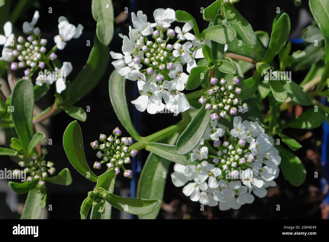 Candytuft container hi-res stock photography and images - Alamy
