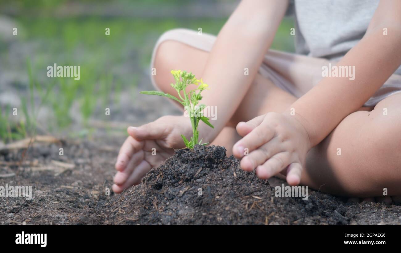 Little kid hand planting seedlings growing tree in soil on garden ...